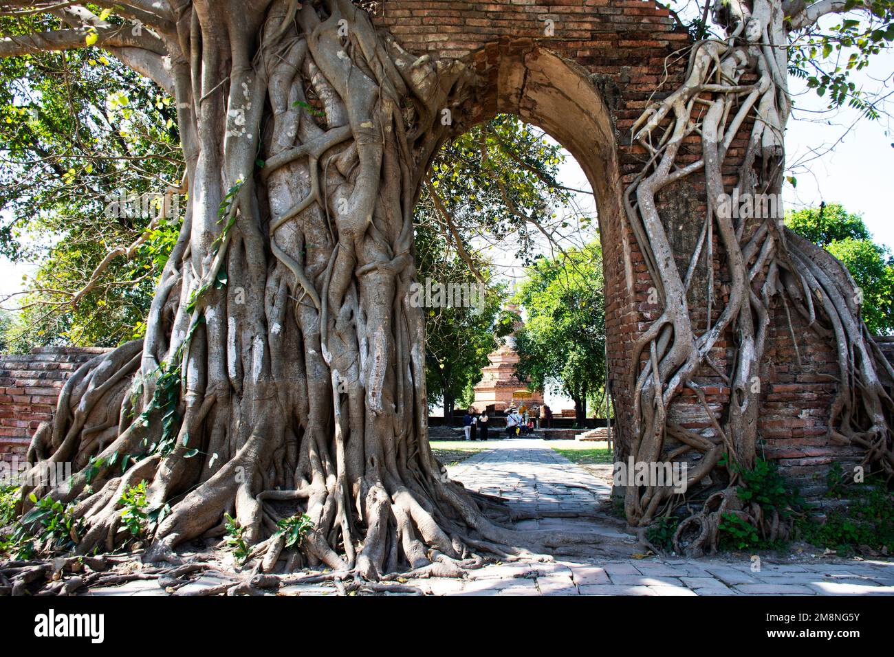 Ancient ruins gate entrance and bodhi tree of Wat Phra Ngam Wat Phra Ngam Khlong Sa Bua temple ...