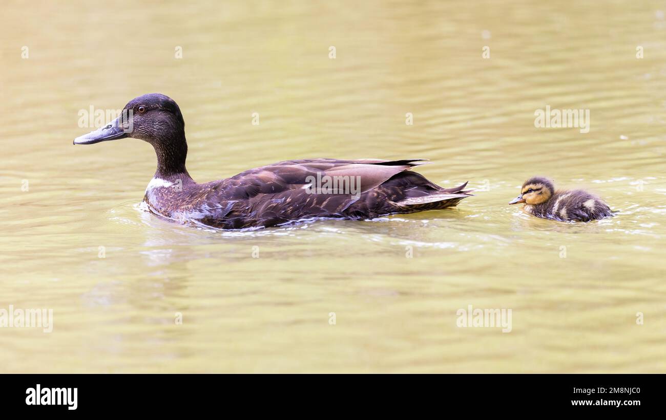 Adult Duck with duckling following behind Stock Photo - Alamy