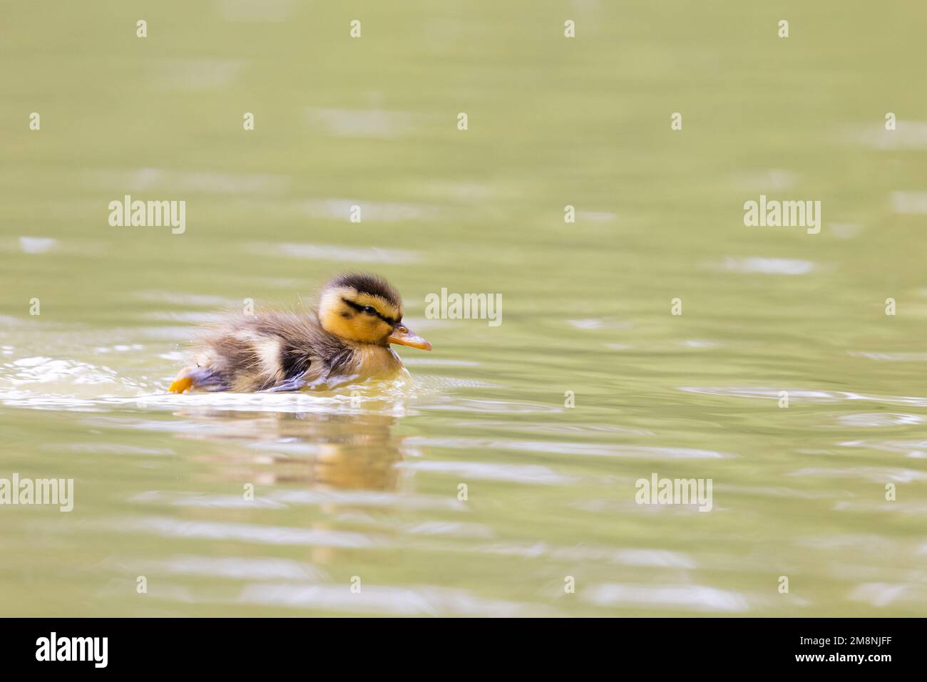 Mallard [ Anas platyrhynchos ] duckling on fishing pond Stock Photo - Alamy