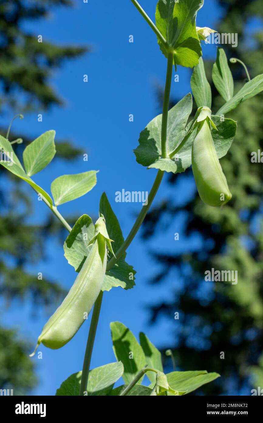 Snow Pea Flower