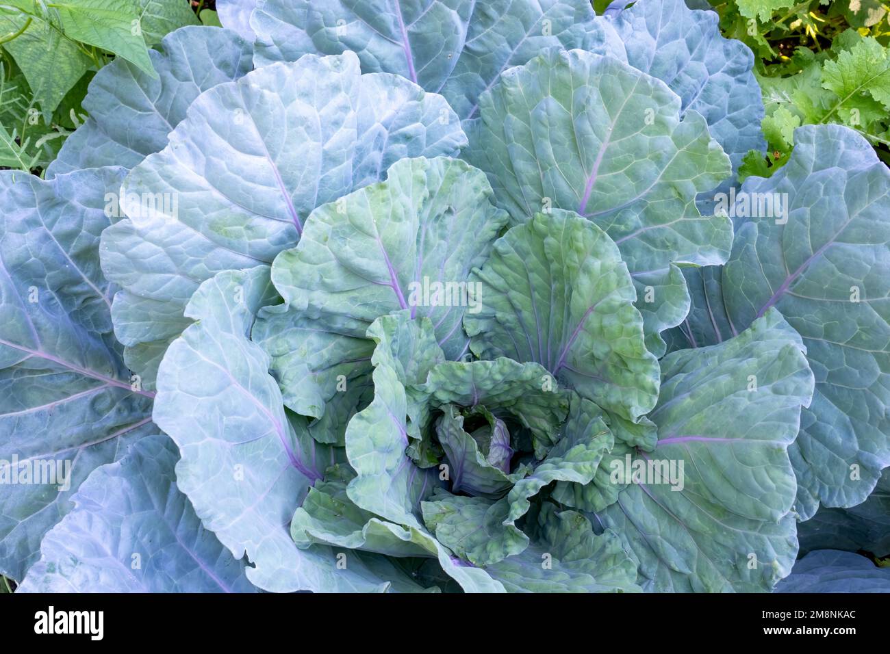 Silver colored leaves hi-res stock photography and images - Alamy