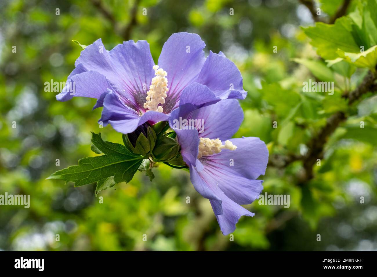 Bellevue, Washington, USA. Purple Hibiscus syriacus shrub blossoms ...
