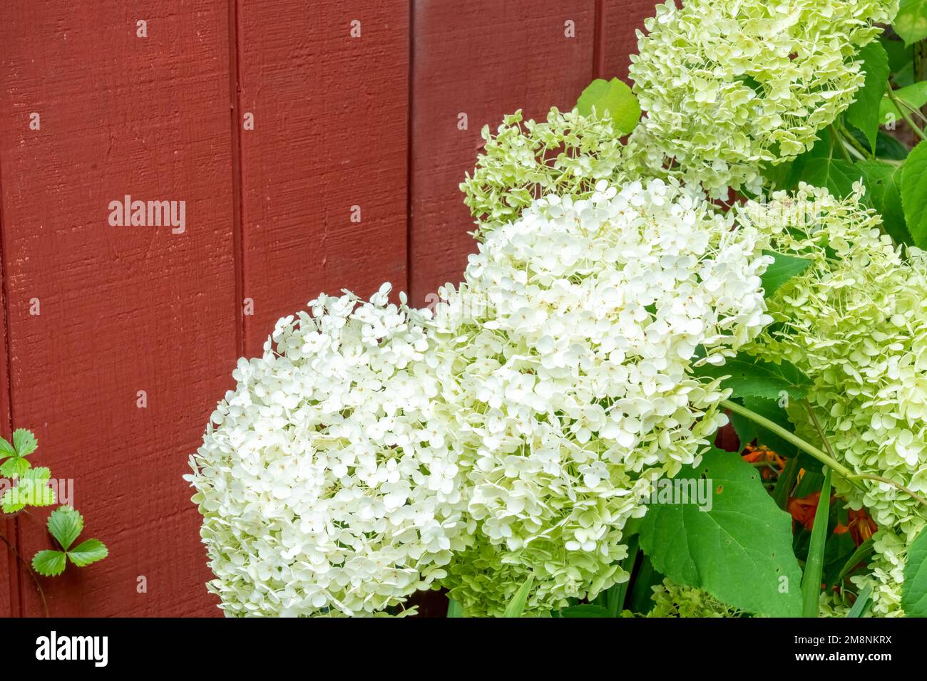 White domed hydrangea hi-res stock photography and images - Alamy