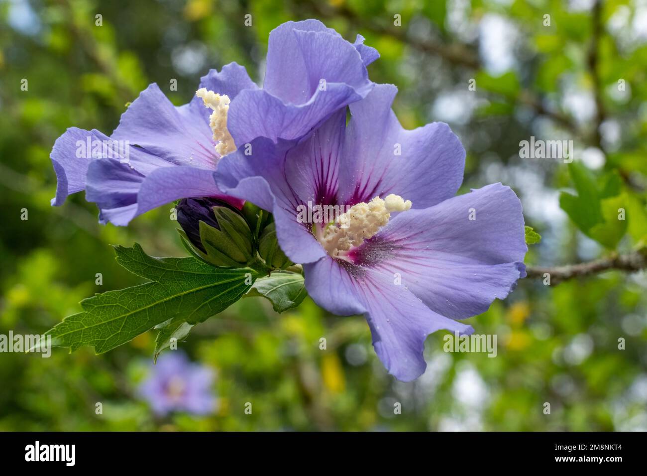Bellevue, Washington, USA. Purple Hibiscus syriacus shrub blossoms ...