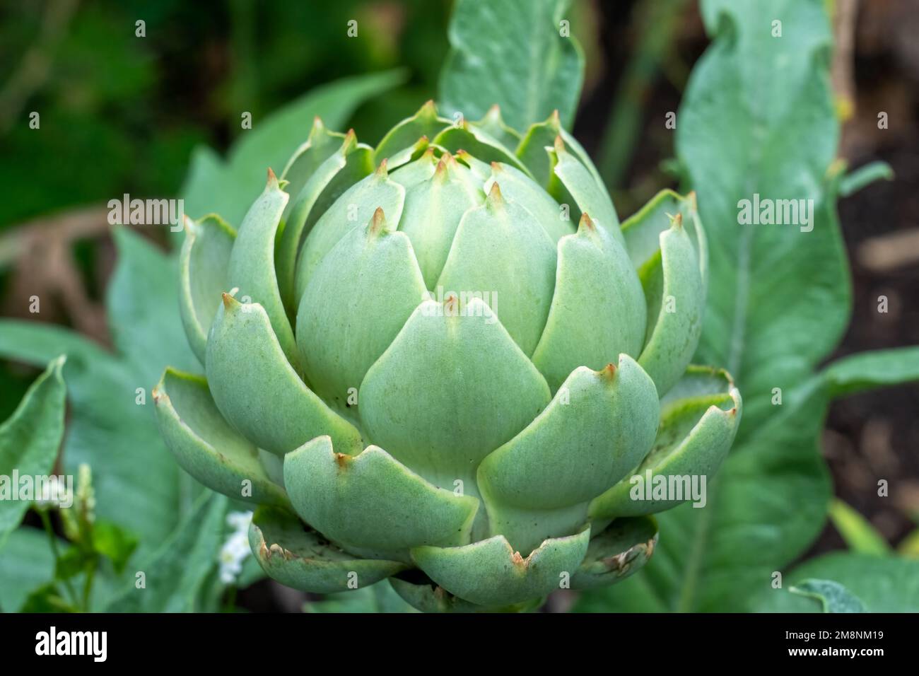 Budding flower hi-res stock photography and images - Alamy