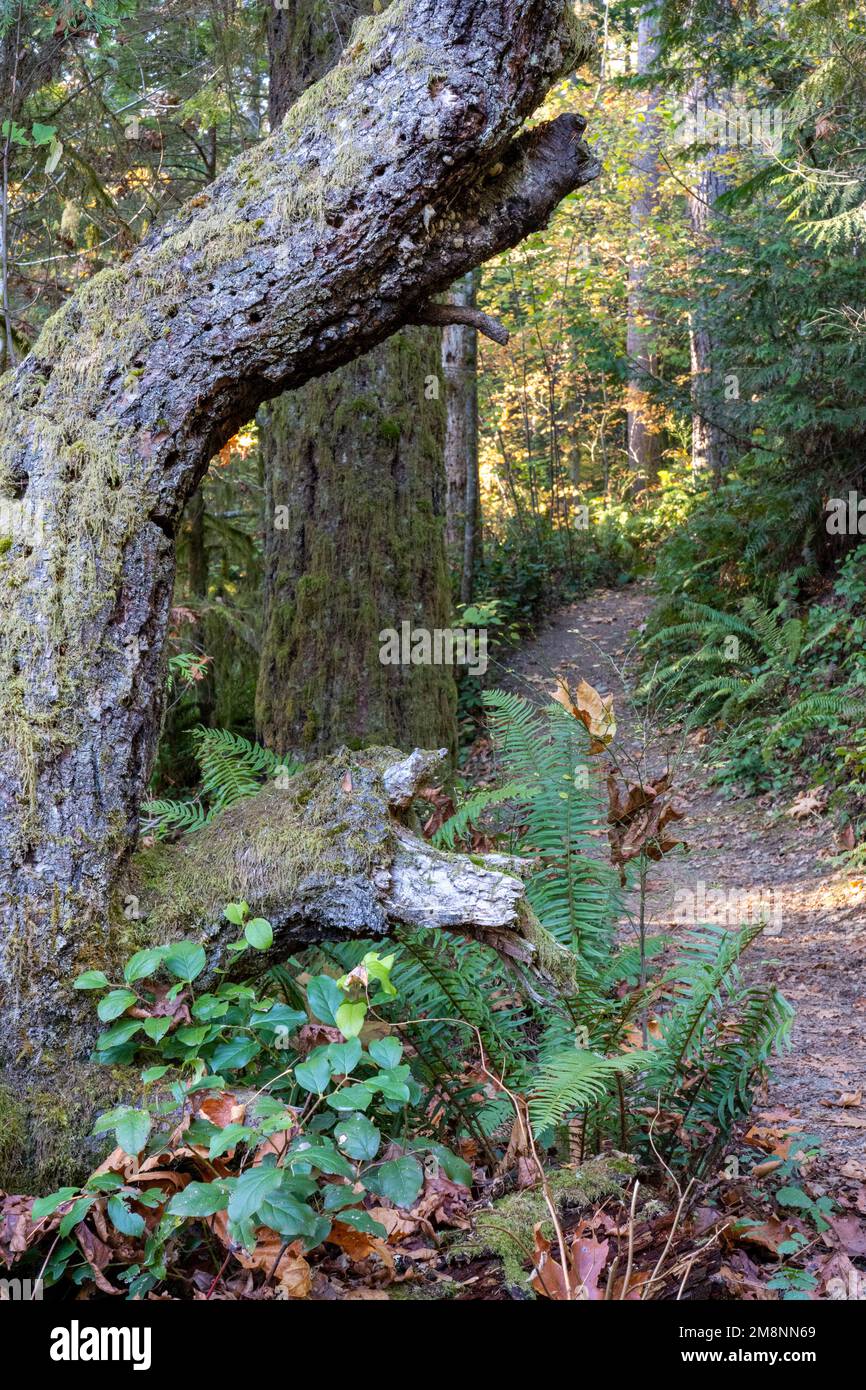 May Valley County Park, Issaquah, Washington, USA. Forest path with ...