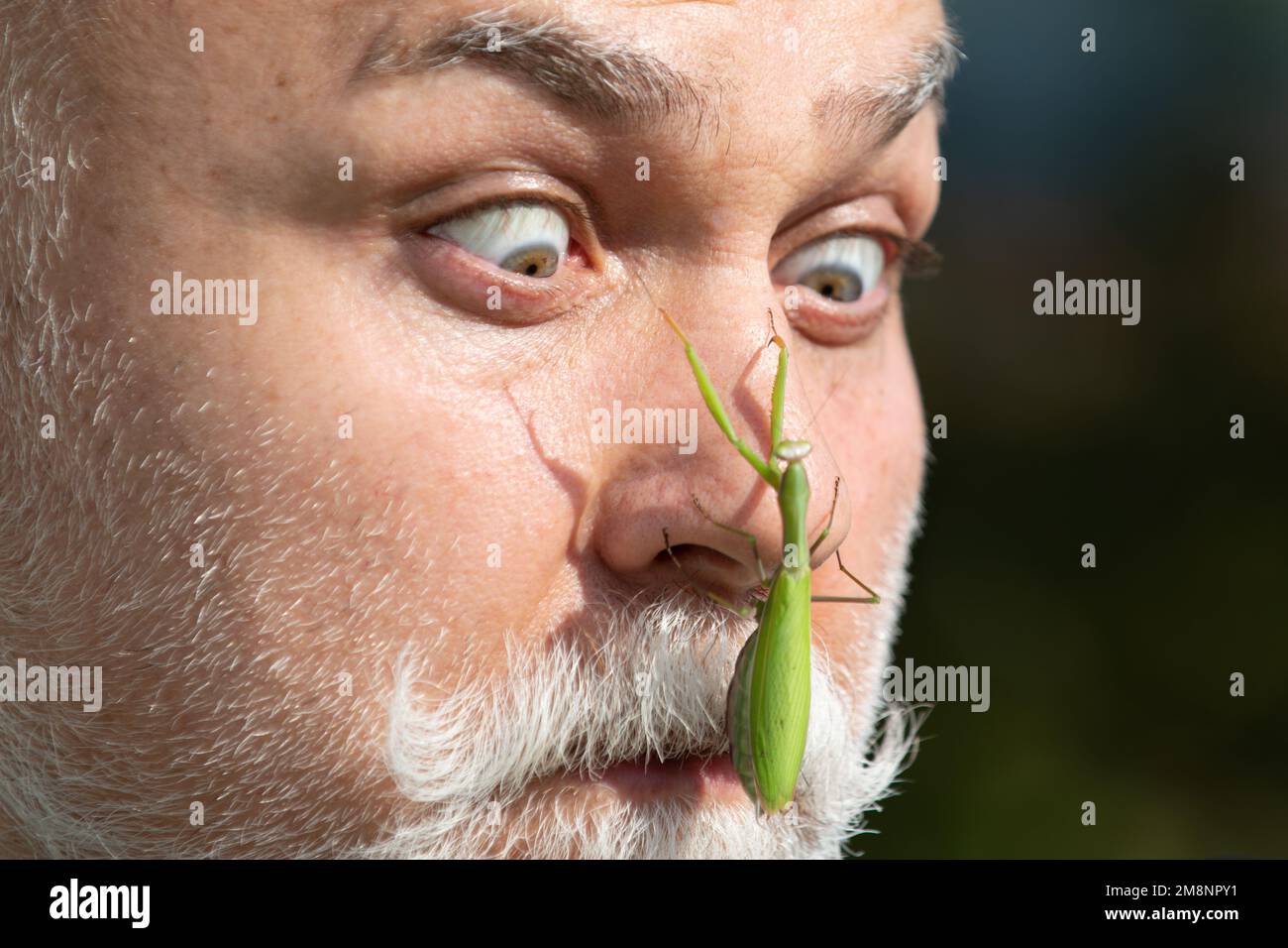 Close up mantis on face. Comic and humor sense. Surprised old men with ...