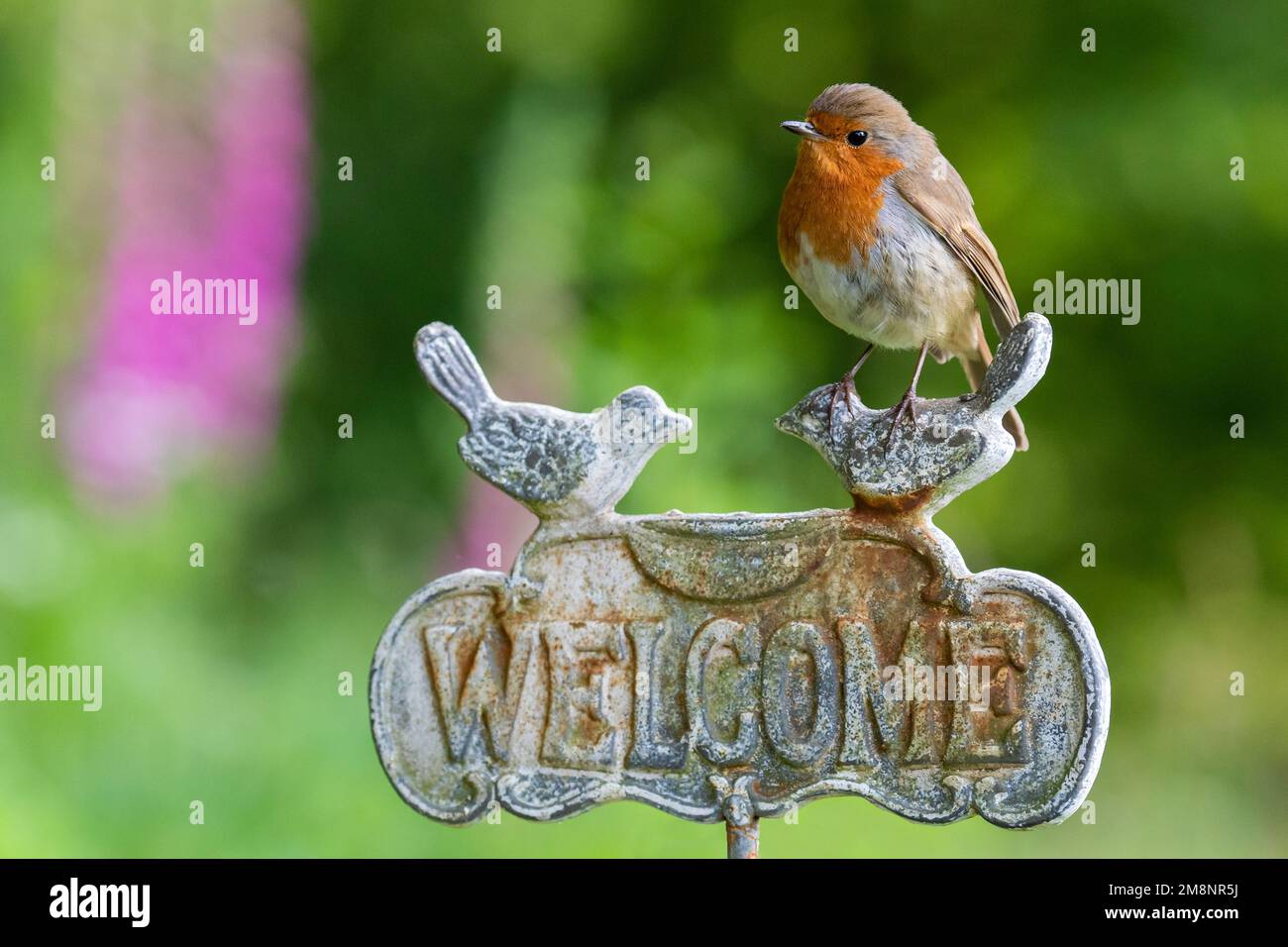 European Robin [ Erithacus merula ] on metal "welcome" sign Stock Photo ...
