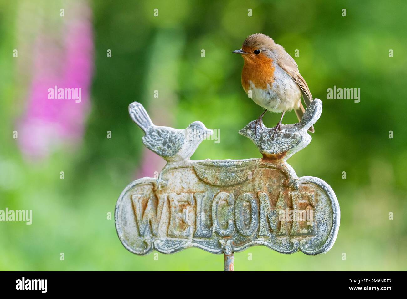 European Robin [ Erithacus merula ] on metal "welcome" sign Stock Photo ...