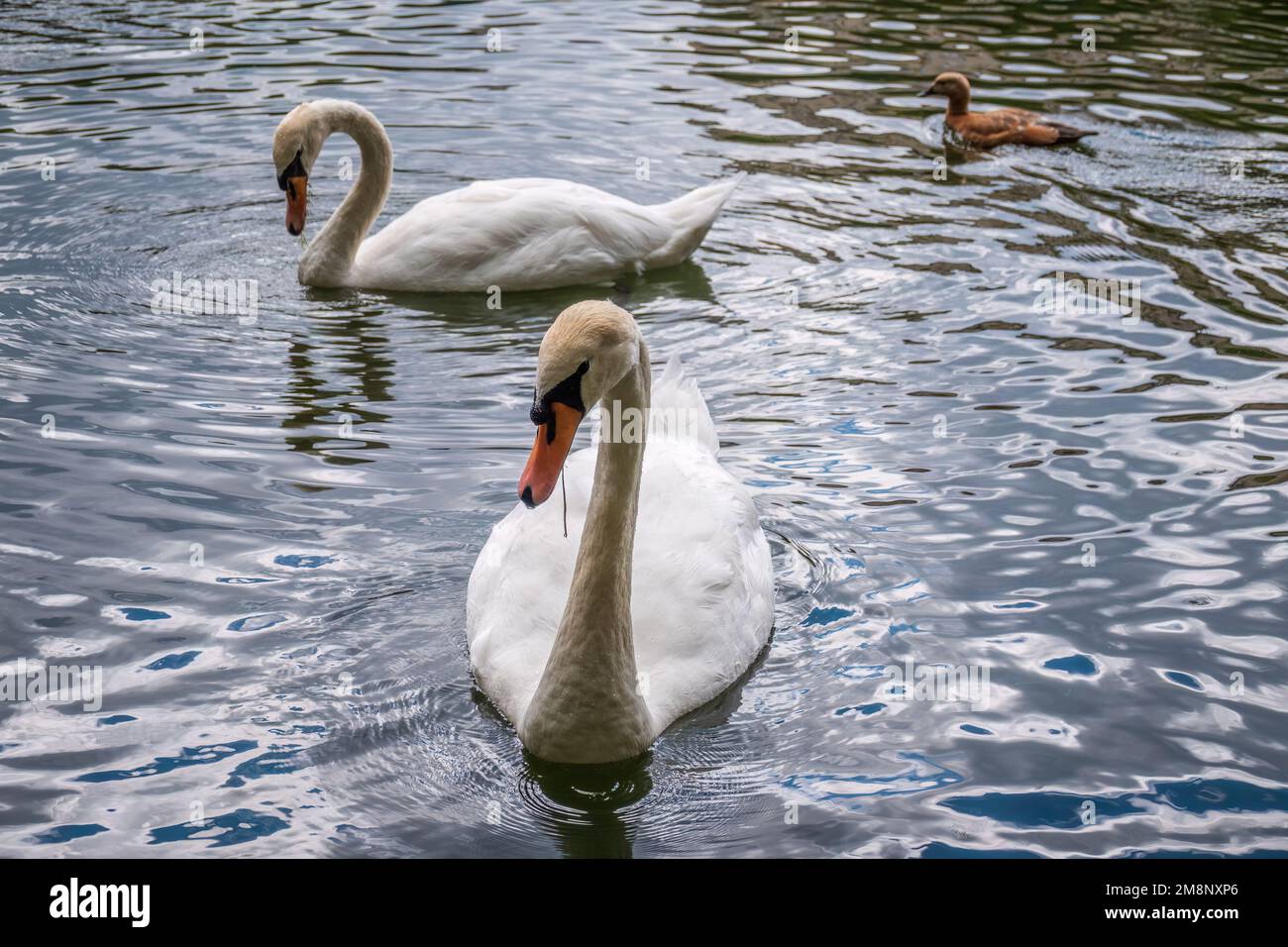 Two graceful white swans swim in the dark water. The mute swan, Cygnus ...