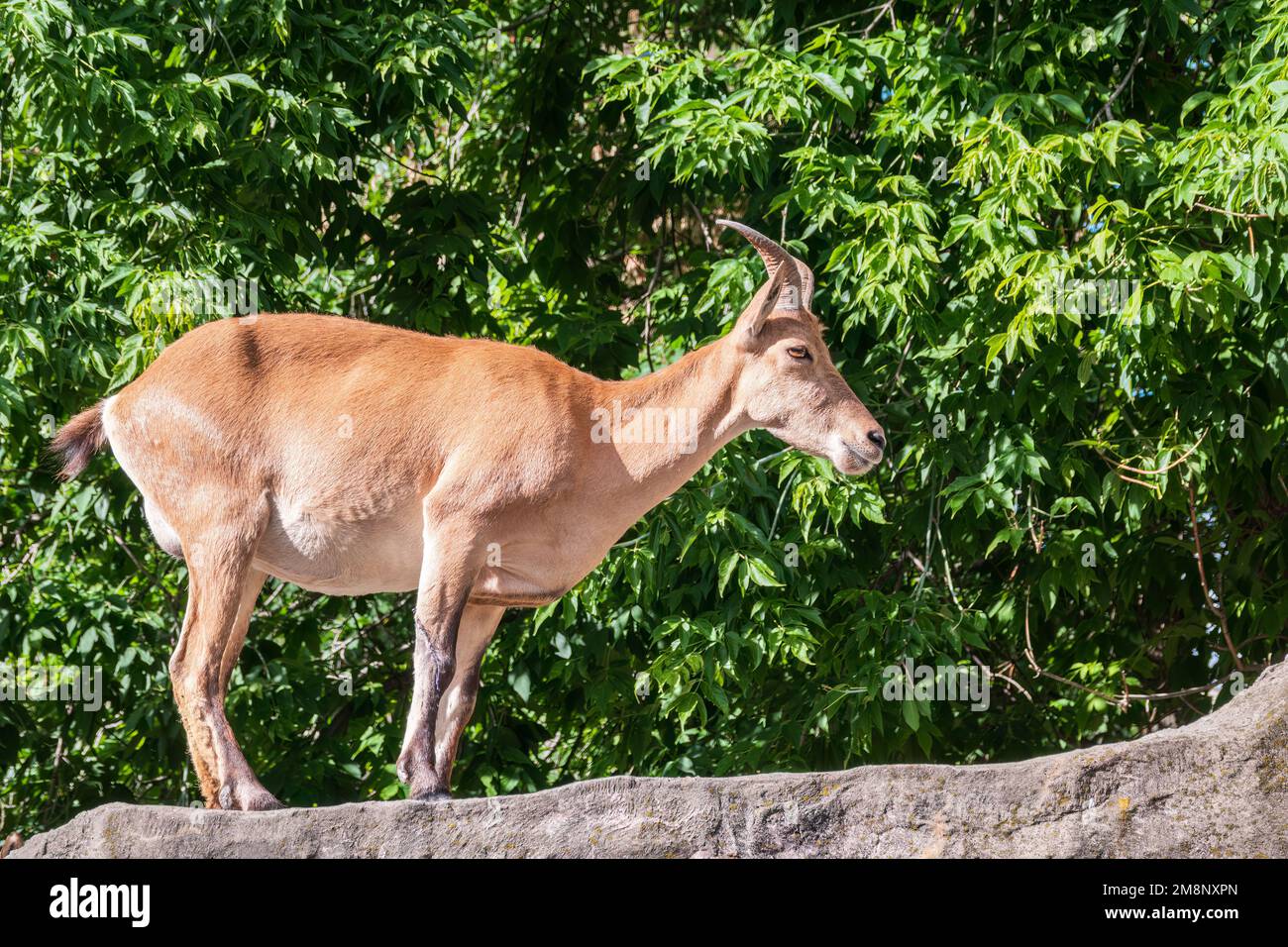 Mountain goat or East caucasian tur, female, latin name Carpa ...