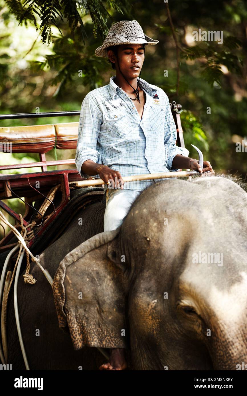 The fine balance of power. An elephant keeper riding his elephant ...