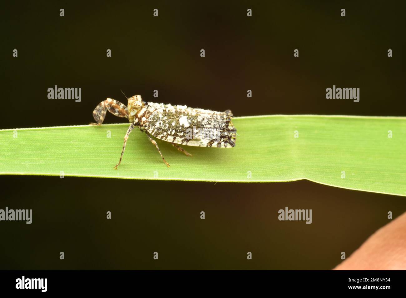 Planthopper with flat front feet hi-res stock photography and images ...