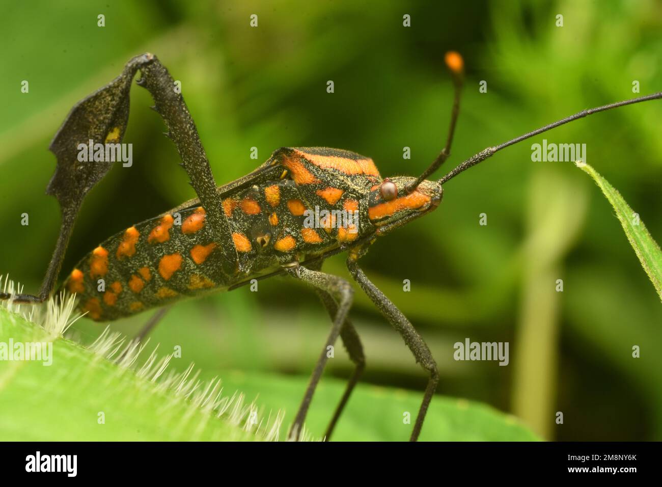 Common bean bug hi-res stock photography and images - Alamy