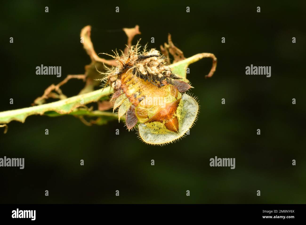 Golden tortoise beetle pupa development stage. Surakarta, Indonesia ...