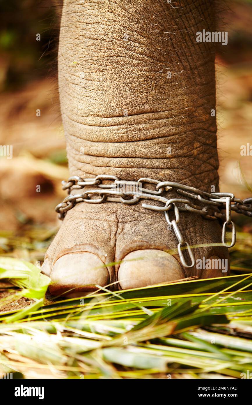 The curse of captivity. Cropped image of the chains around the leg of a ...