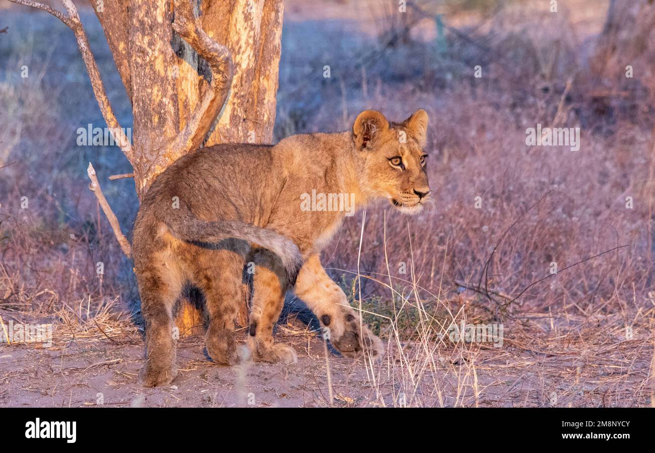 Alert young lion spots movement Stock Photo - Alamy