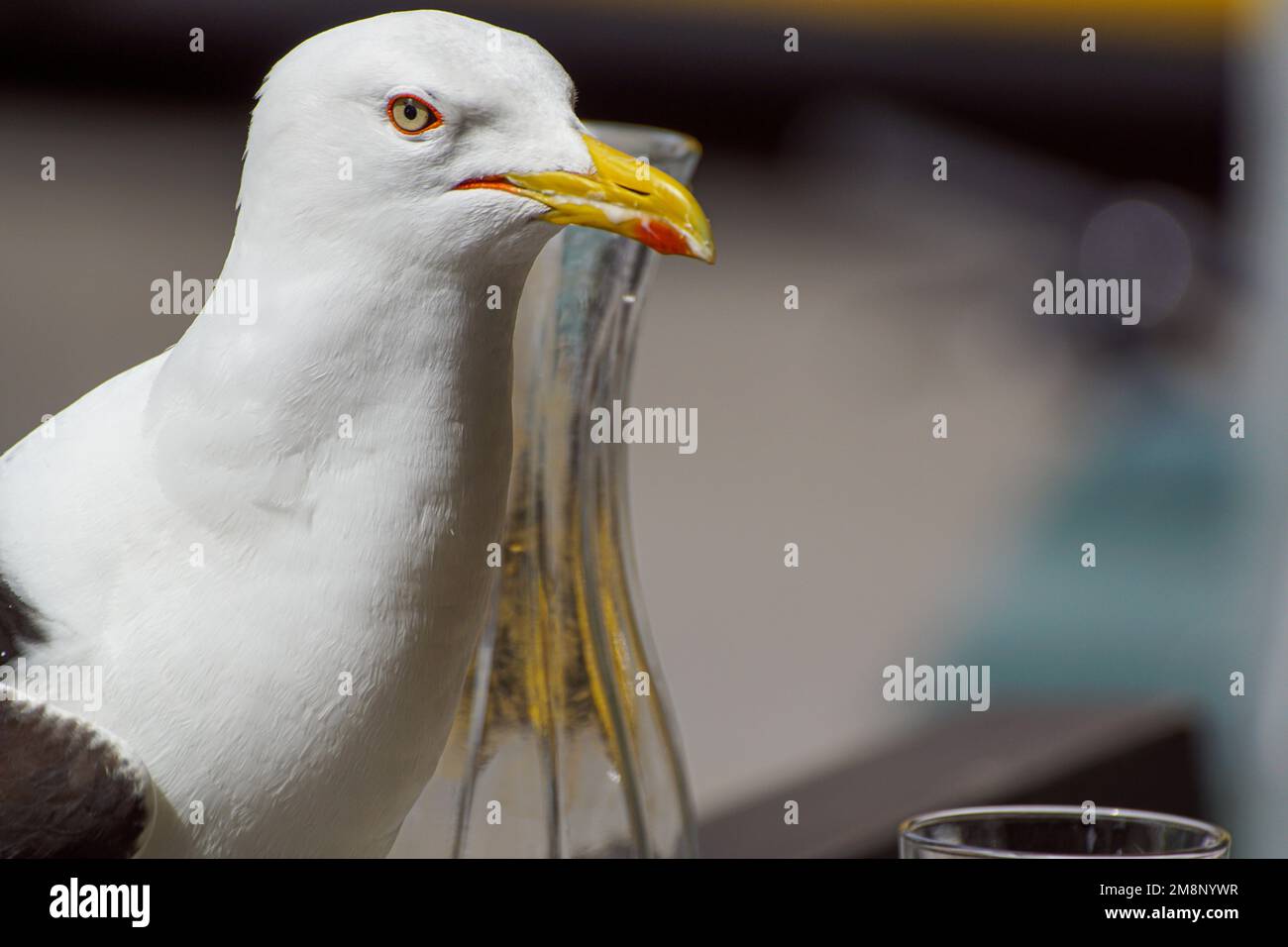 Perching table hi-res stock photography and images - Alamy
