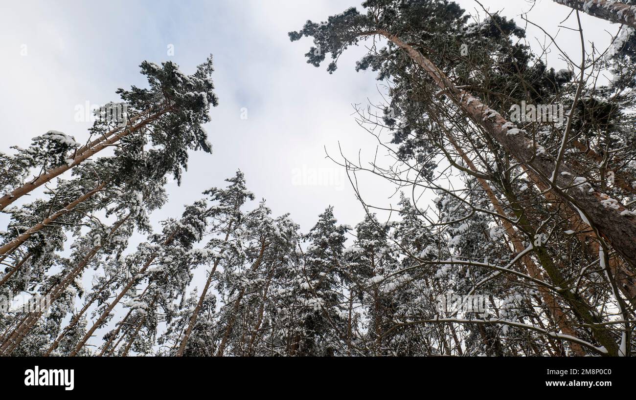 Snow-covered pine trunks. ne trees in a row. Snowy forest Stock Photo ...