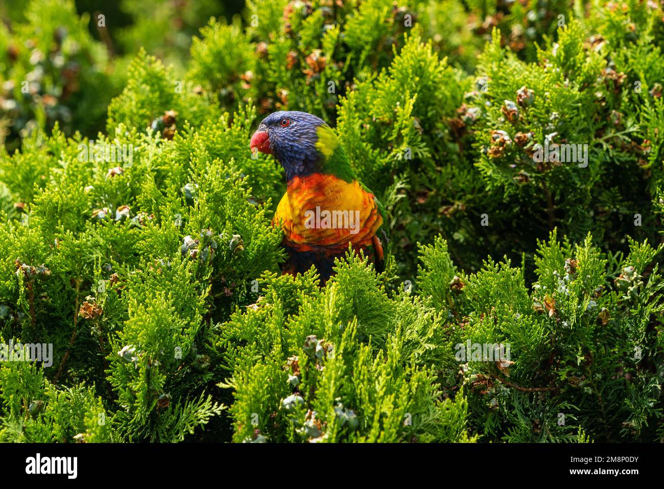 Australian rainbow lorikeets trichoglossus hi-res stock photography and ...