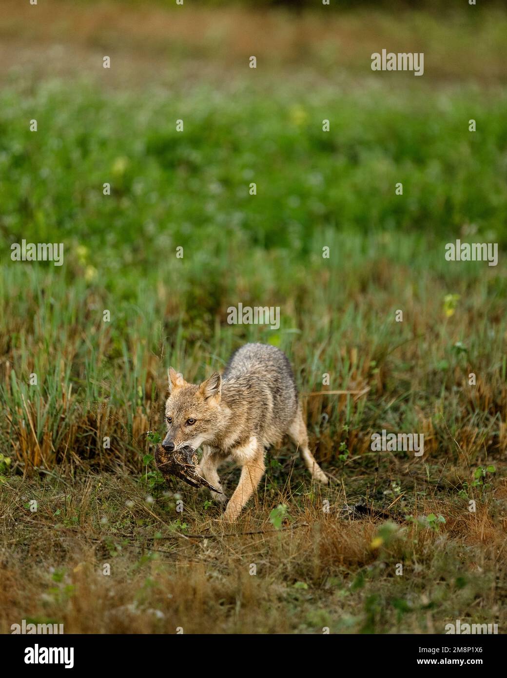 Jackal in forest with natural background hunting with prey Stock Photo ...