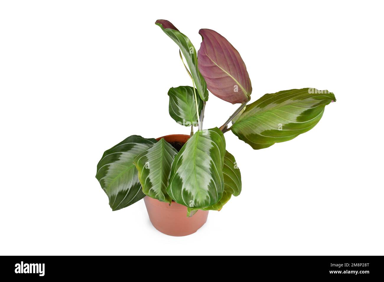 Exotic 'Maranta Leuconeura Silver Band' houseplant in flower pot on ...