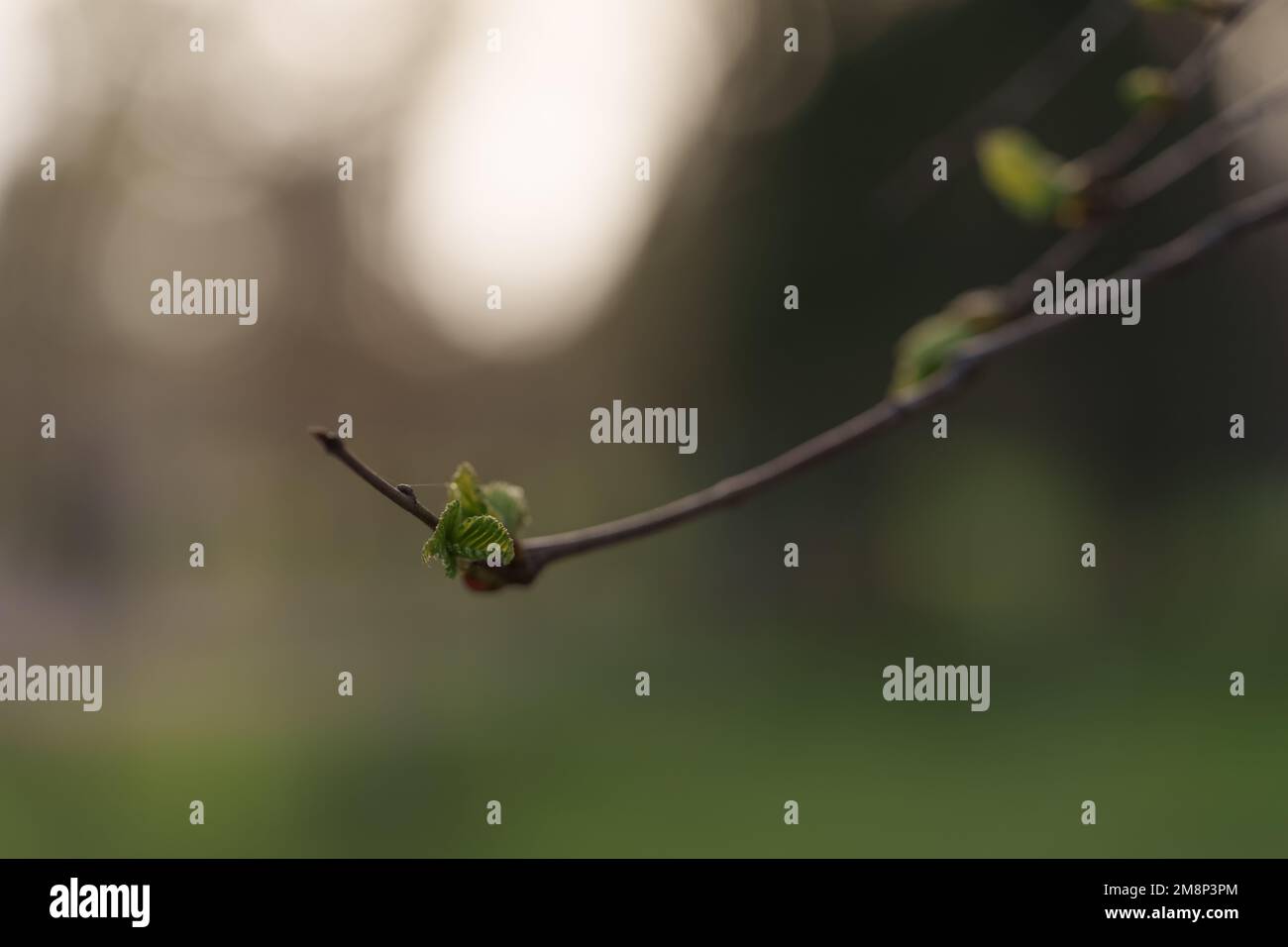 First elm leaves in spring closeup, shallow focus Stock Photo - Alamy