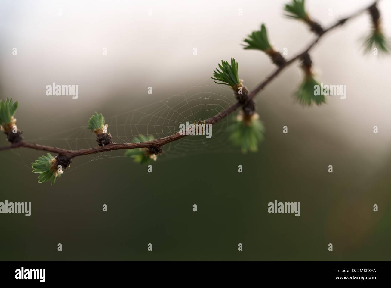 Young coniferous cone buds hi-res stock photography and images - Alamy
