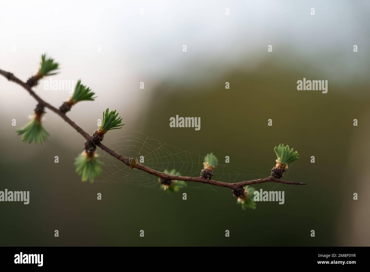 young buds with spider web on larch branch, shallow focus Stock Photo ...