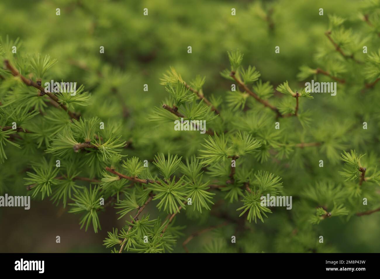 Small japanese larch tree close up, shallow focus Stock Photo - Alamy