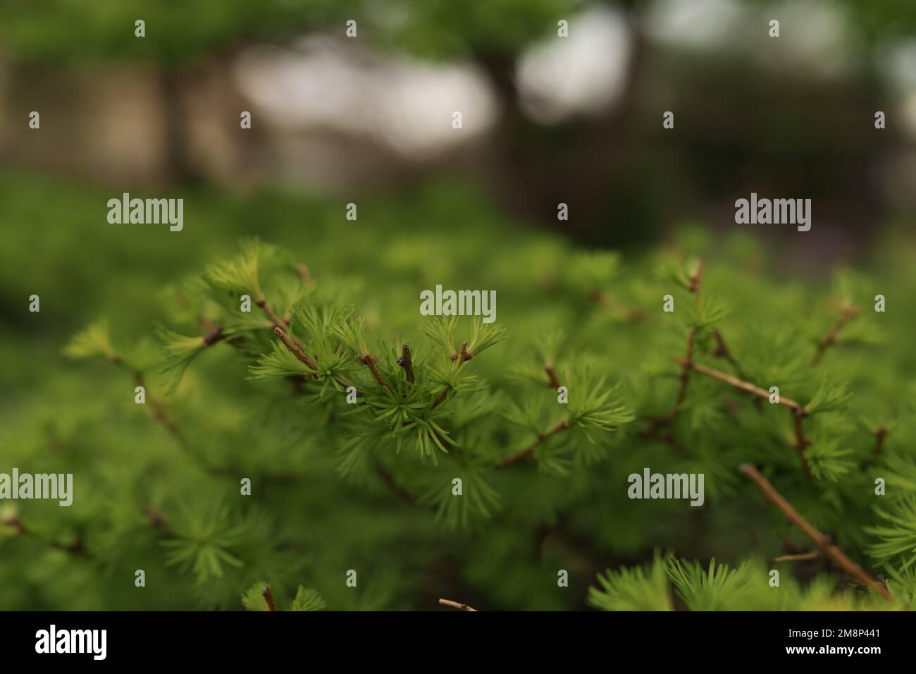 Small japanese larch tree close up, shallow focus Stock Photo - Alamy