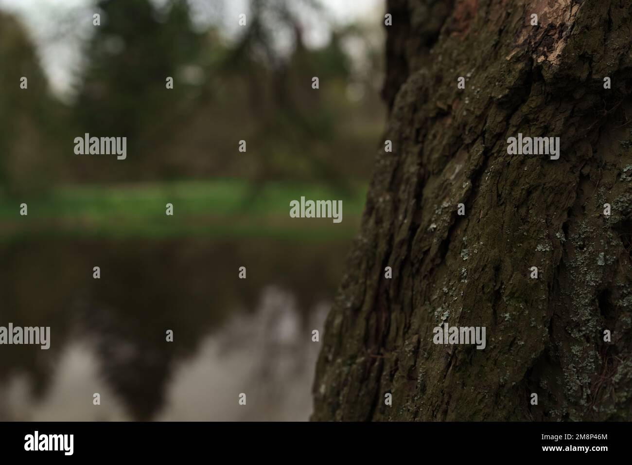 Closeup photo of larch tree trunk, shallow focus Stock Photo - Alamy