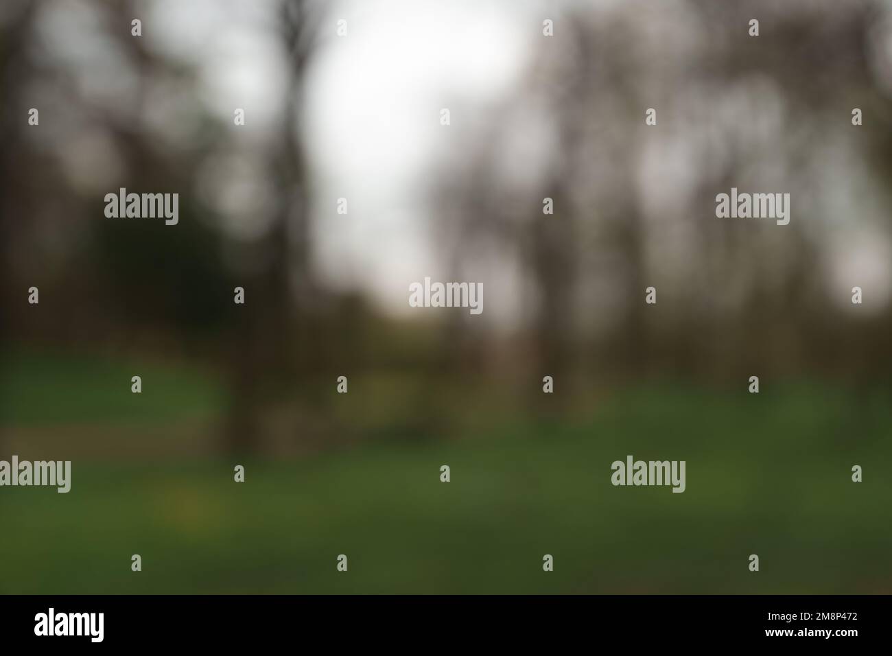 Outdoor blurred background of forest, bokeh background Stock Photo - Alamy