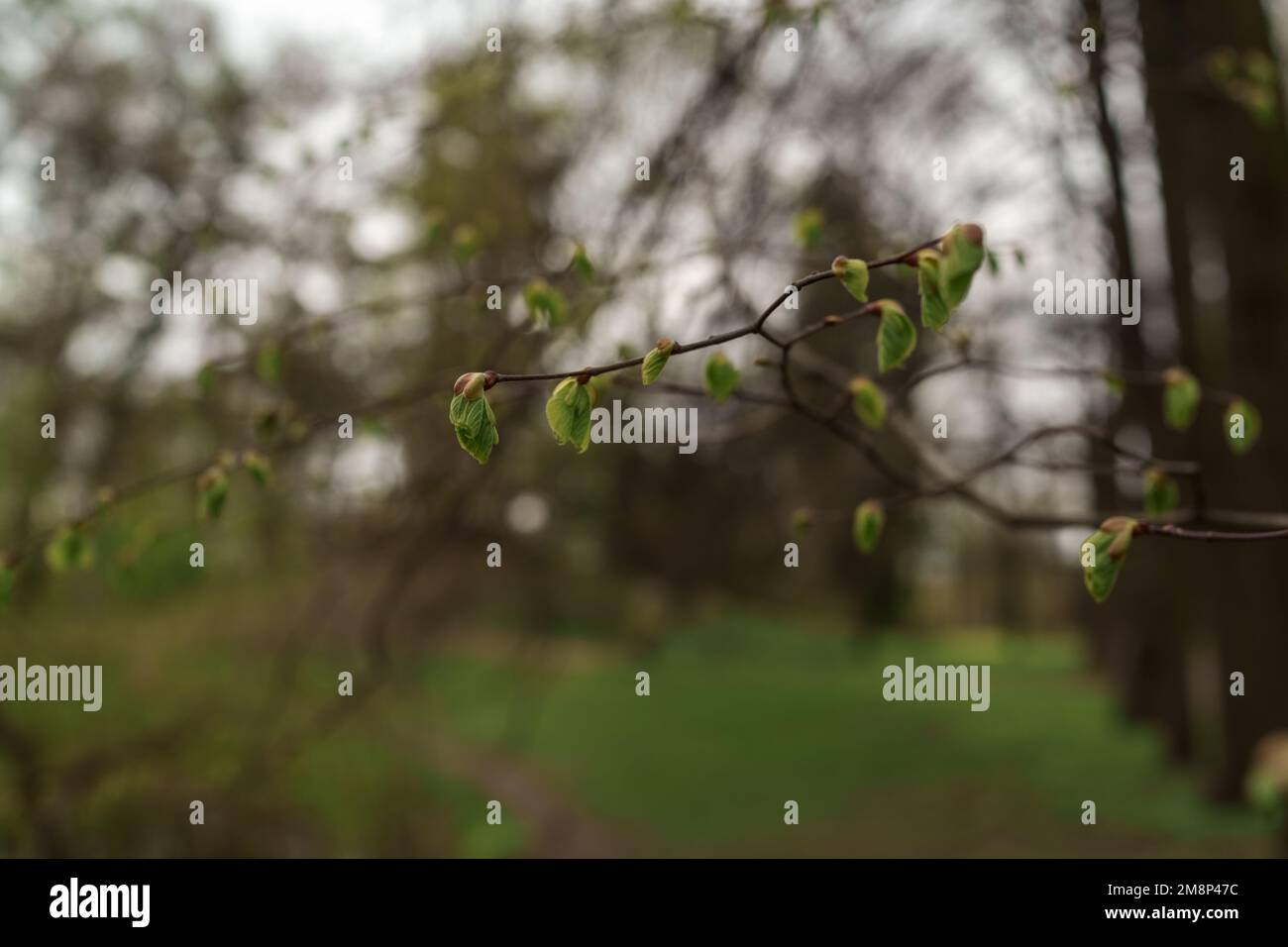 First leaves on a branch in spring close up, shallow focus Stock Photo ...