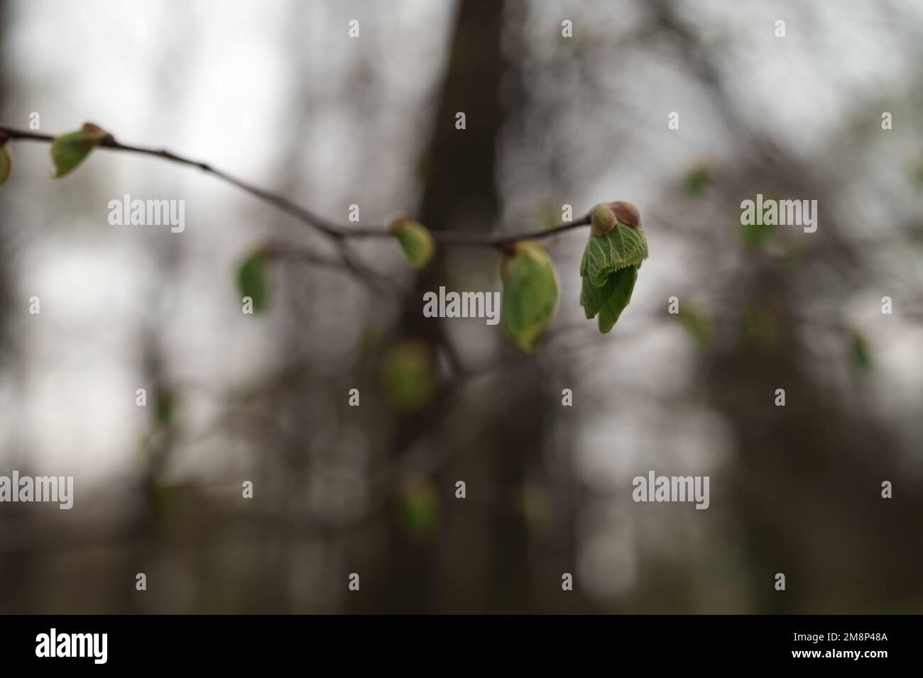 First leaves on a branch in spring close up, shallow focus Stock Photo ...