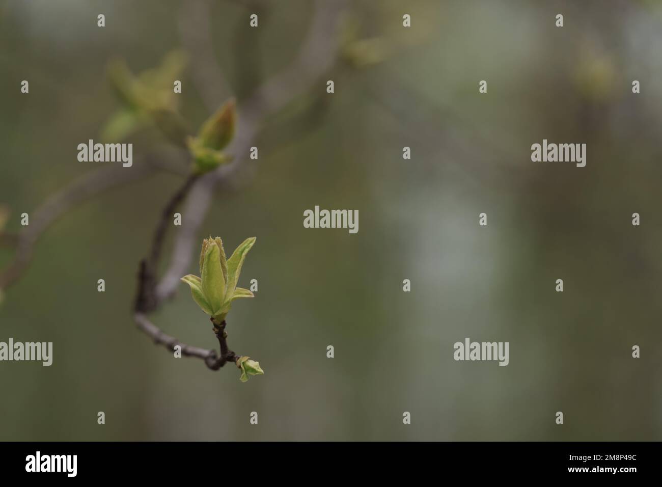 First leaves on a branch in spring close up, shallow focus Stock Photo ...