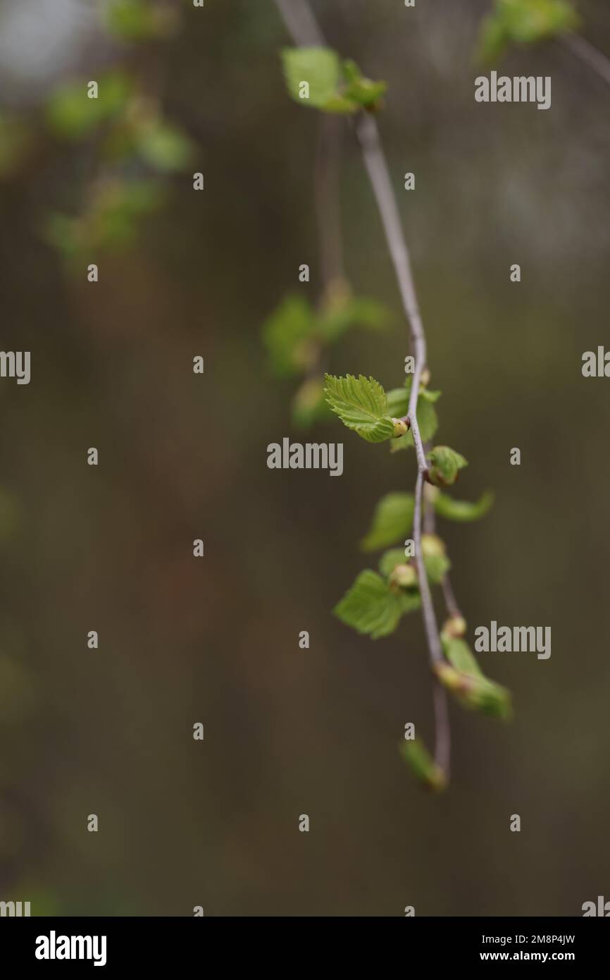 First leaves on a branch in spring close up, shallow focus Stock Photo ...