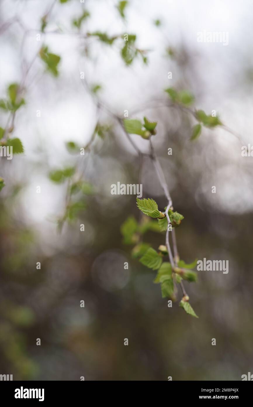 First leaves on a branch in spring close up, shallow focus Stock Photo ...