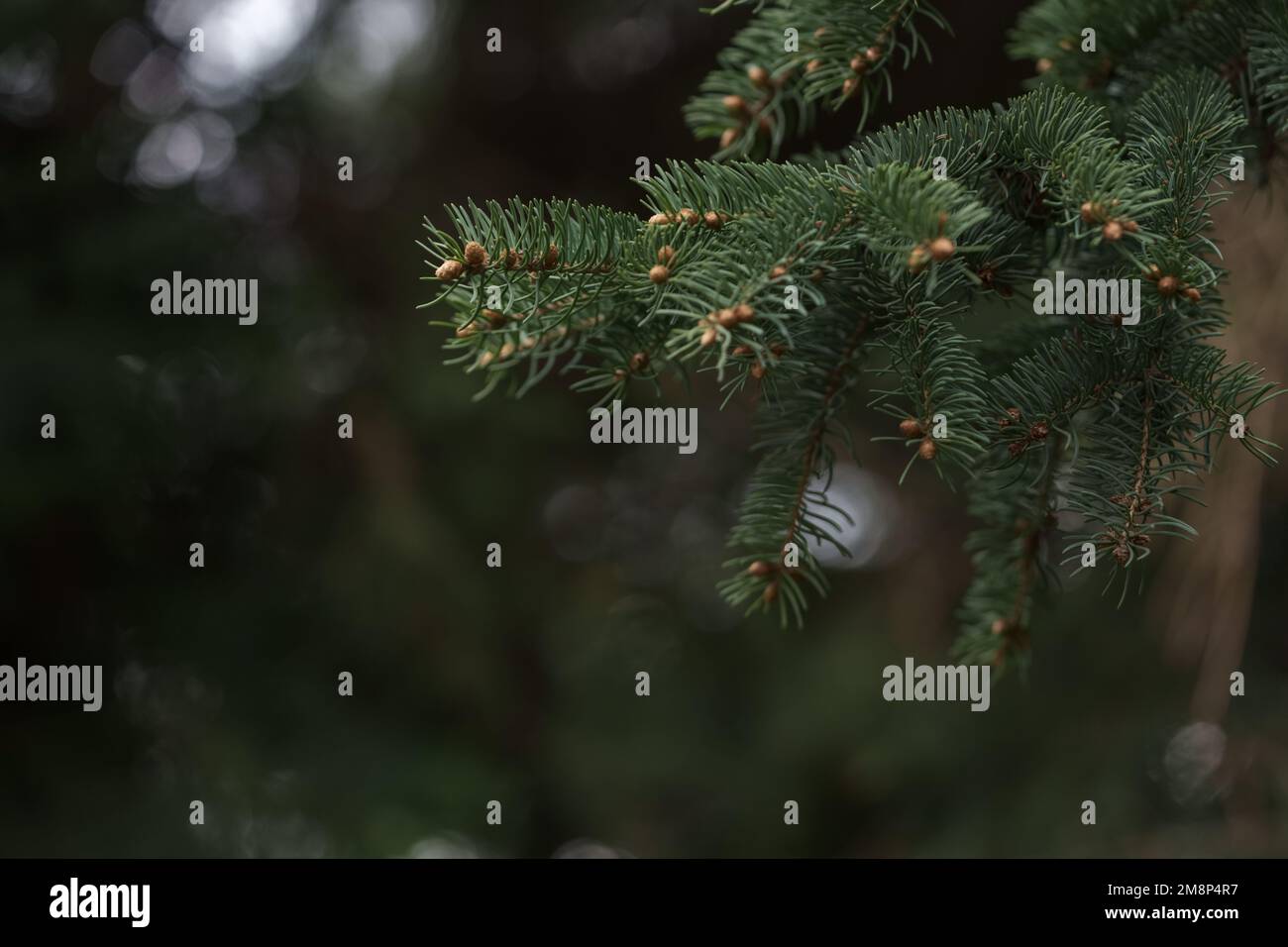 Closeup of pine tree in spring, shallow focus Stock Photo - Alamy