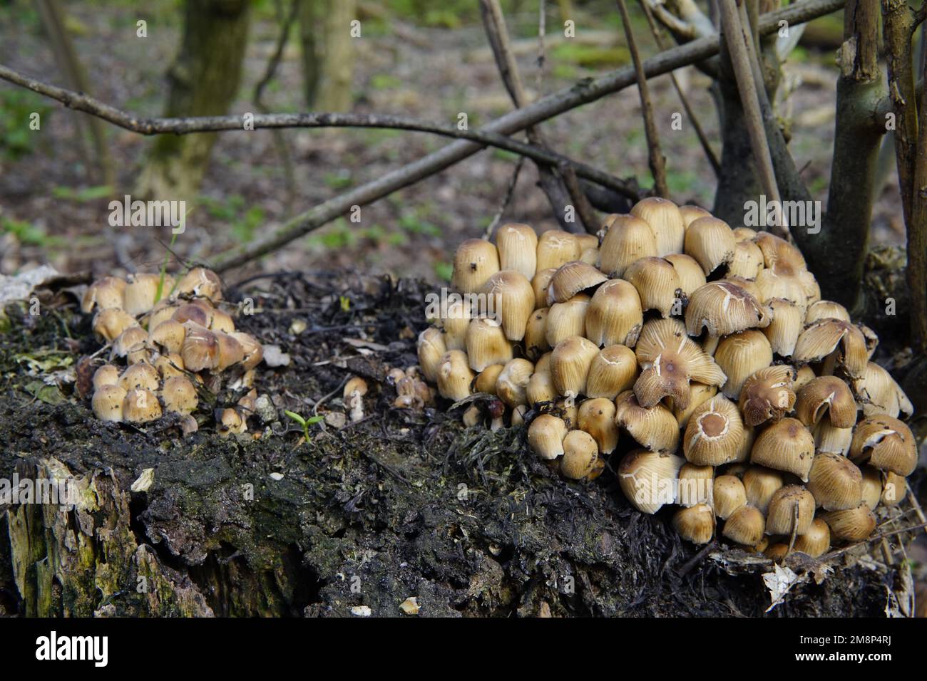 The mica cap mushrooms growing on a broken tree trunk in the woods with ...