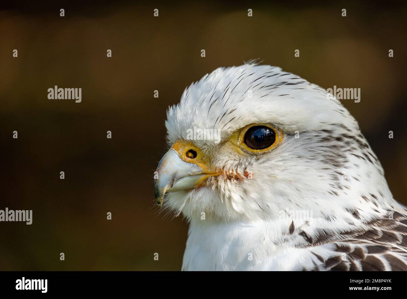 A side view portrait of a saker falcon on a sunny day with blur ...