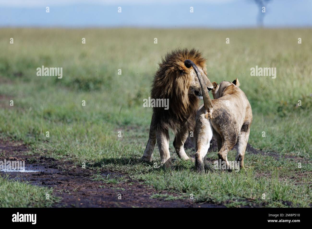 A male and female lions sniffing each other as foreplay during mating ...