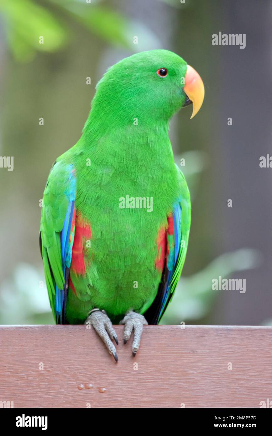 Male and female eclectus parrot hi-res stock photography and images - Alamy
