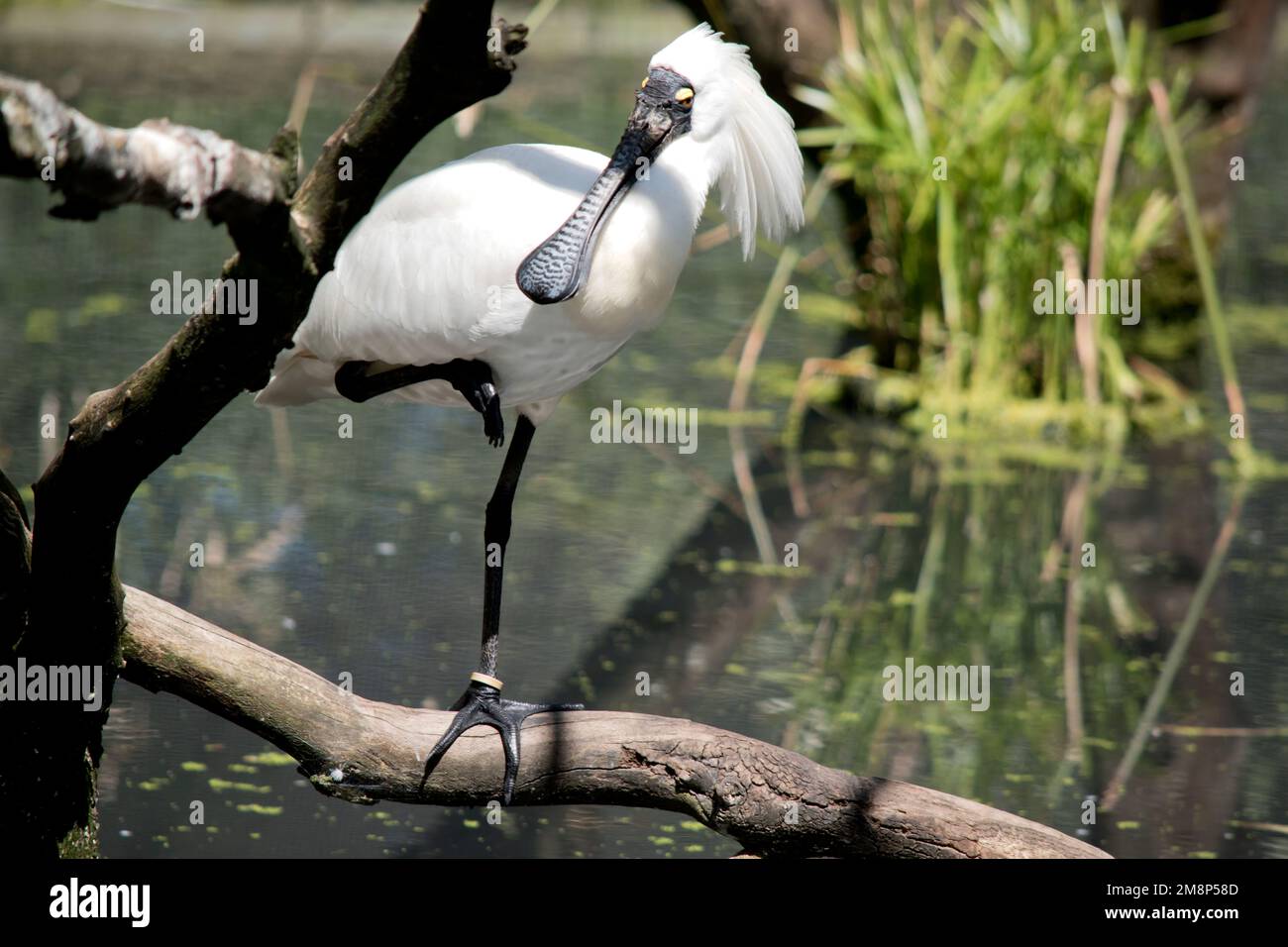 the royal spoonbill is a very tall bird its body is white and its bill ...