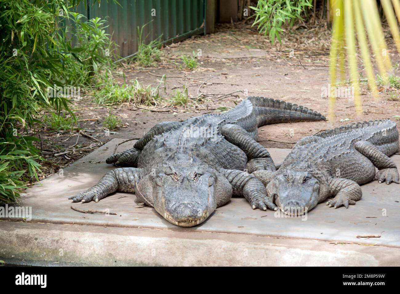 the alligator is a large reptile with a hard skin that lives in and ...