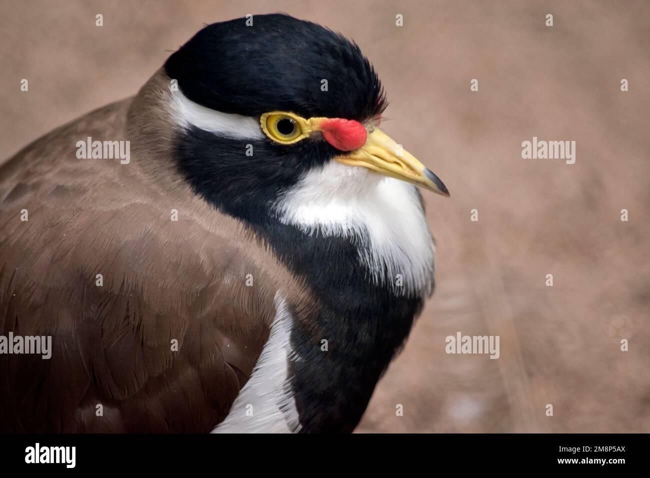 the banded lapwing has a red wattle on side of its beak, it has a black ...