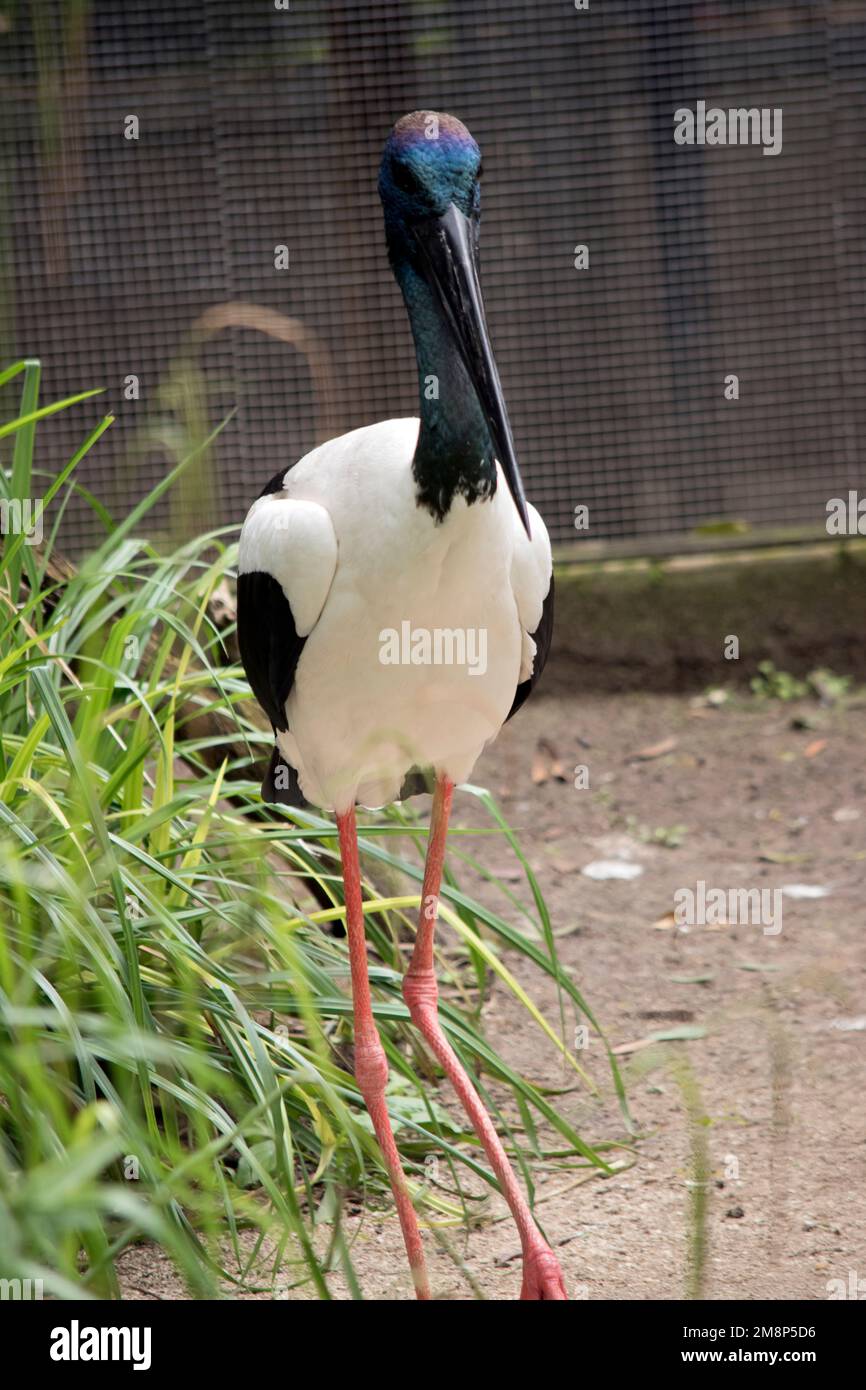 The black-necked stork is a tall long-necked wading bird in the stork ...