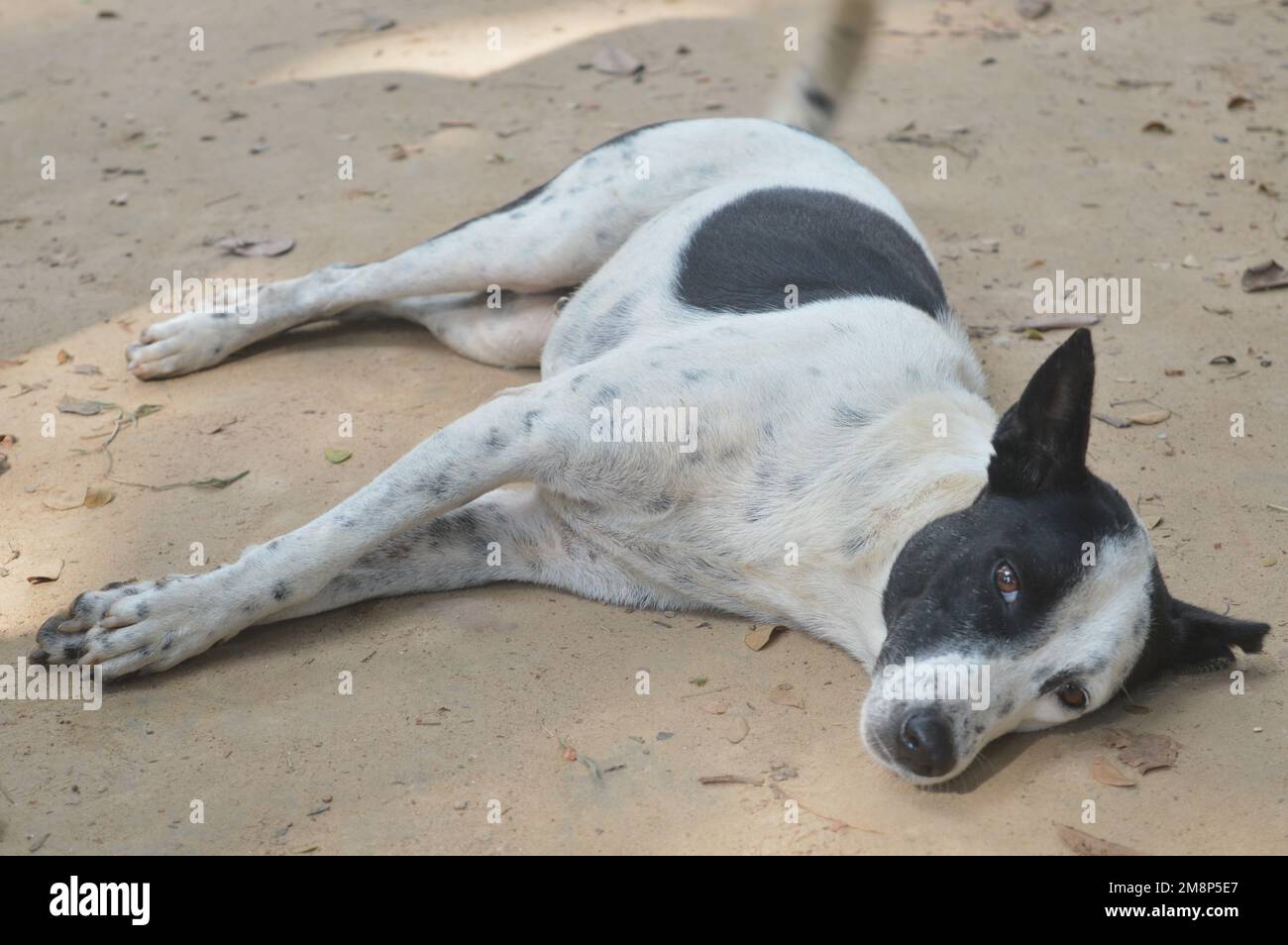 White street dog hi-res stock photography and images - Alamy