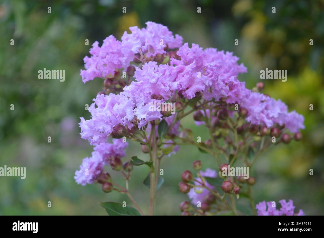 Light violet-colored flowers blossoming in garden (phlox subulata Stock ...