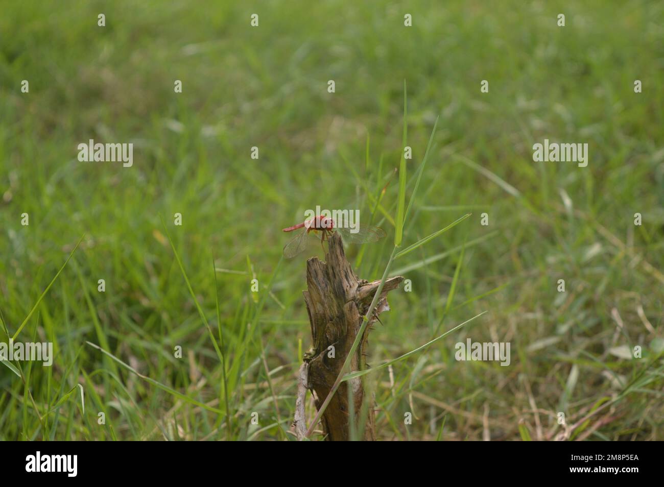 Beautiful dragonfly on green grass hi-res stock photography and images ...